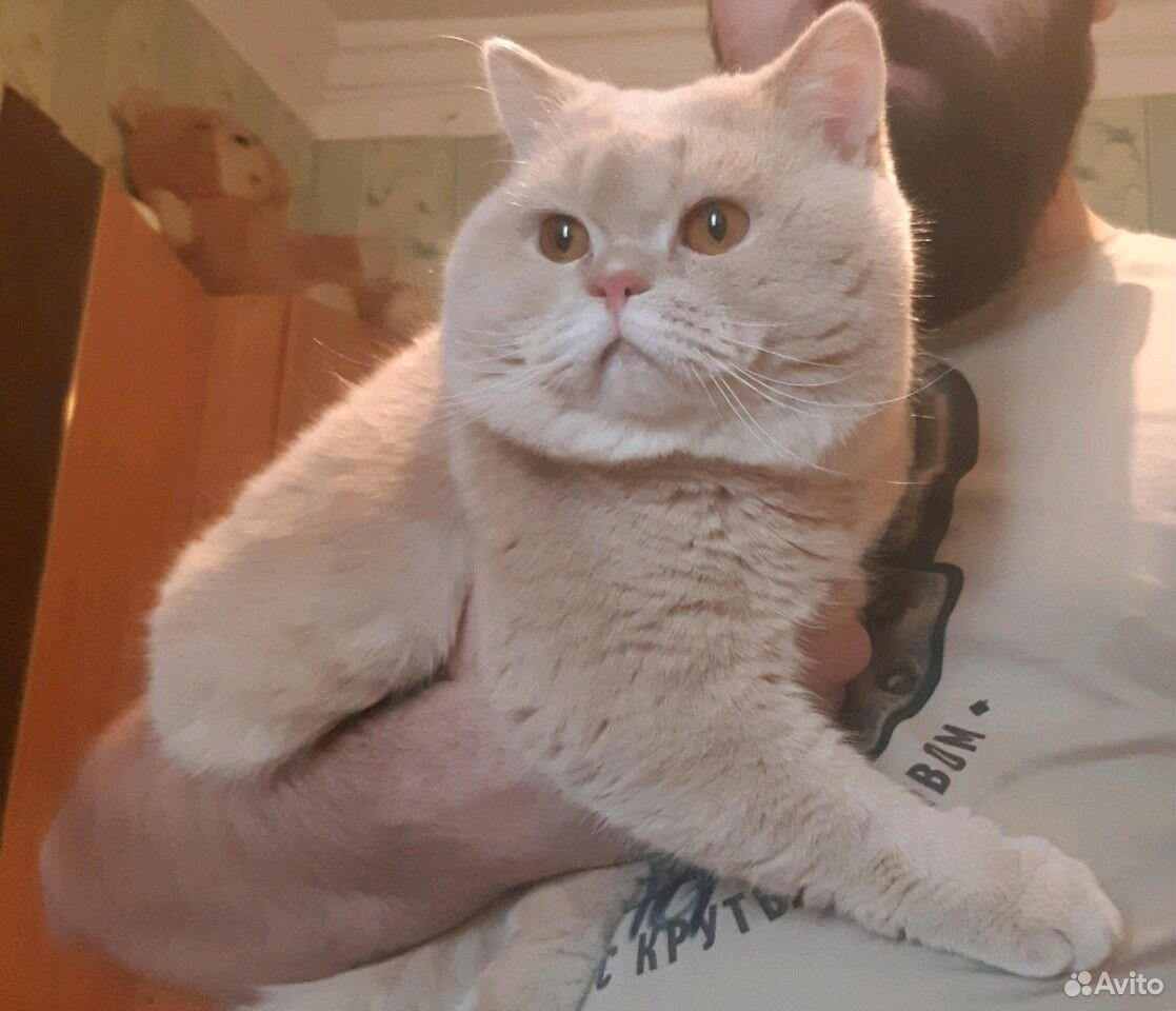 Британец ищет невесту