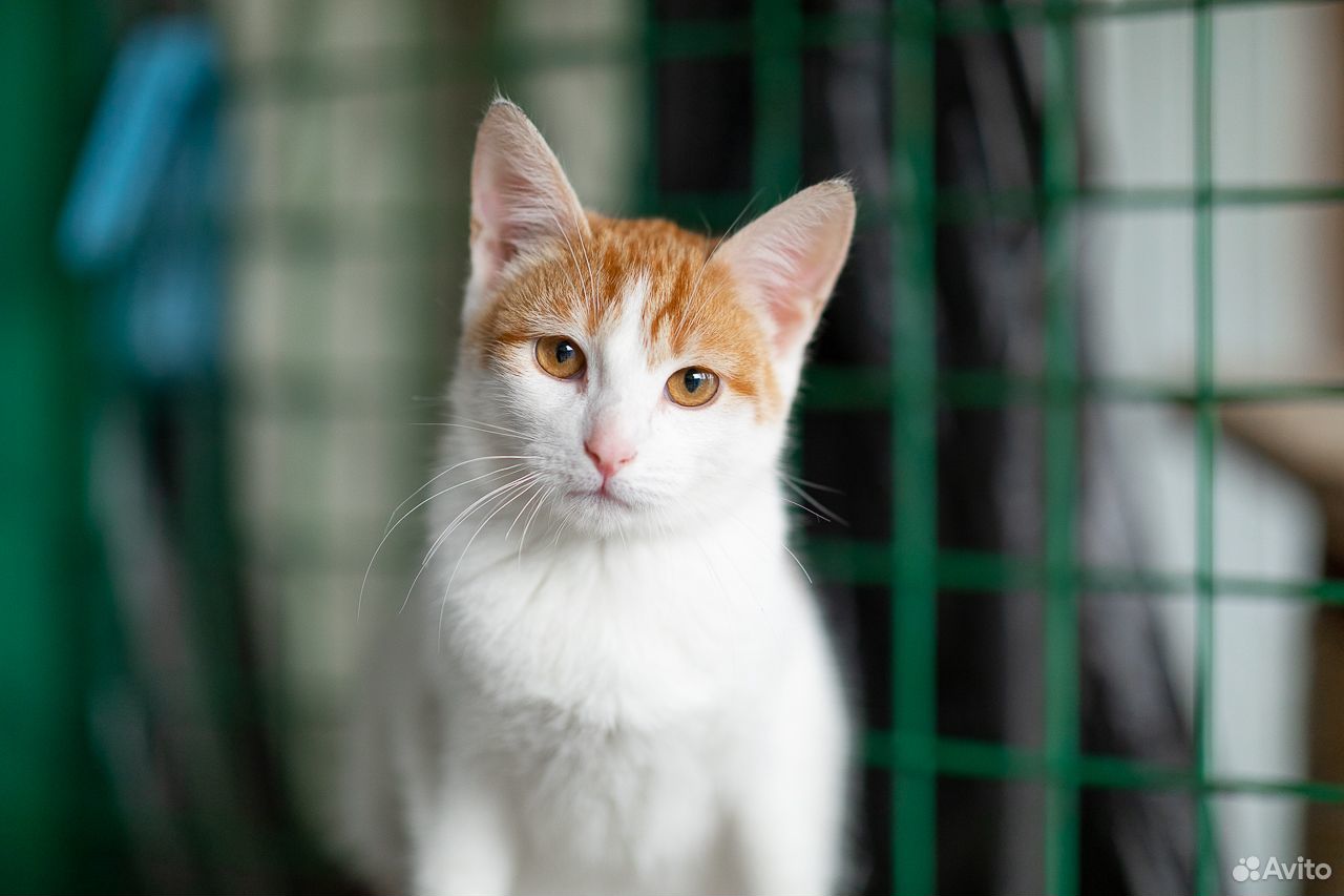 Виола - лучик счастья