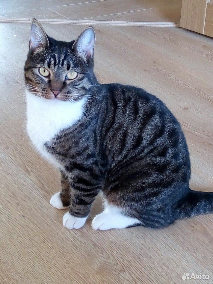 Красавица-кошка Николь в добрые руки