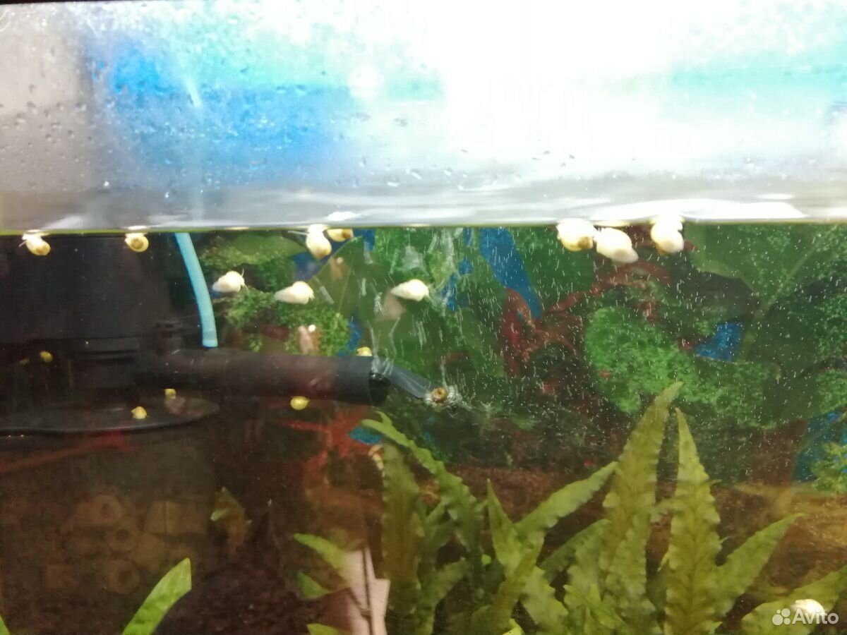 Улитки ампулярии желтые