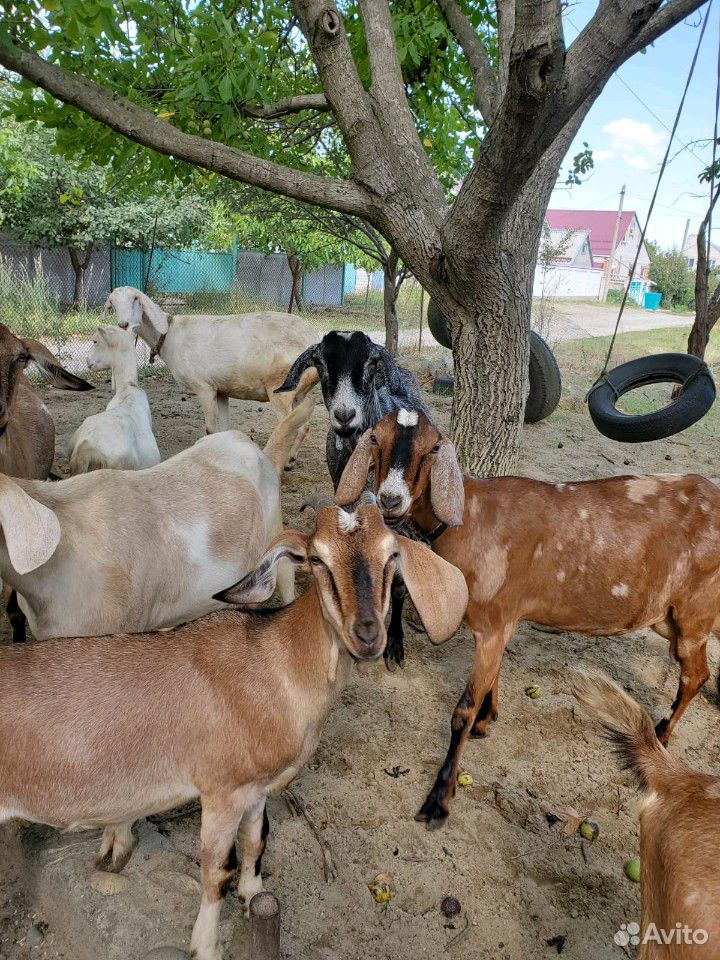 Продаю нубийских коз и козлят