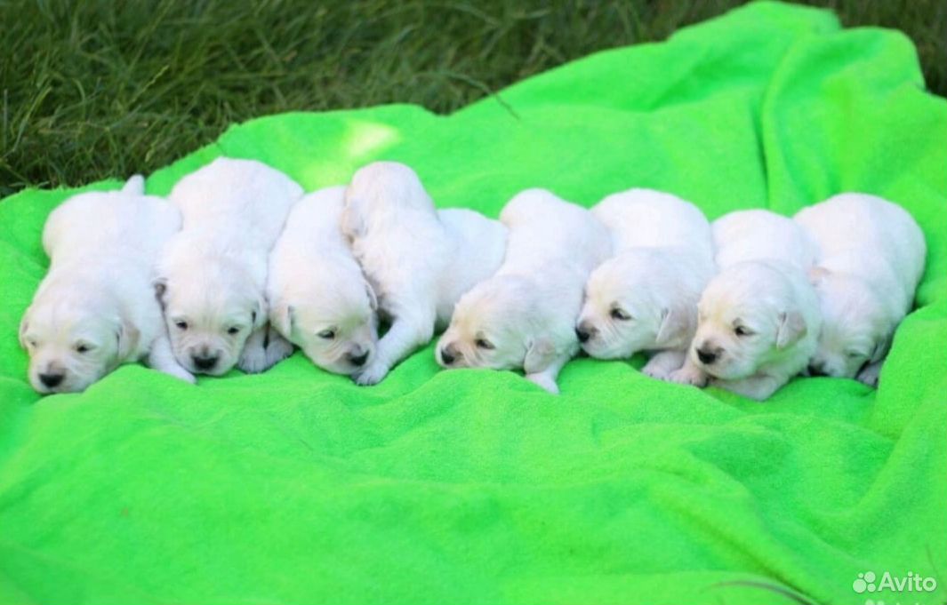 Голден ретривер мальчики и девочки