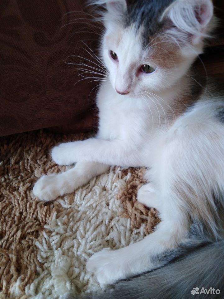 Молодая кошечка стер. в добрые руки