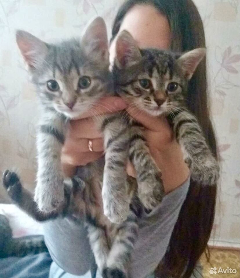 Котята Тигровый Табби Серебро в дар в добрые руки