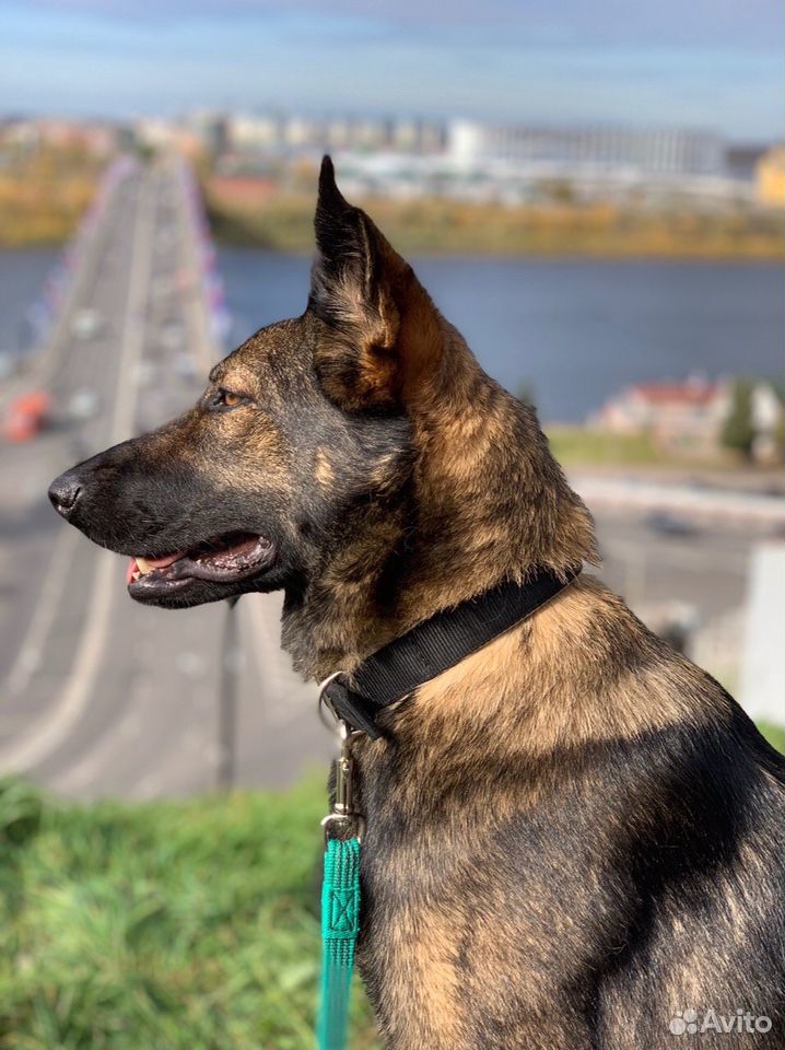 Тина ищет дом