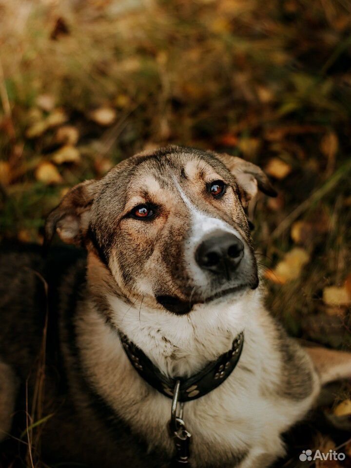 Щенок в дар