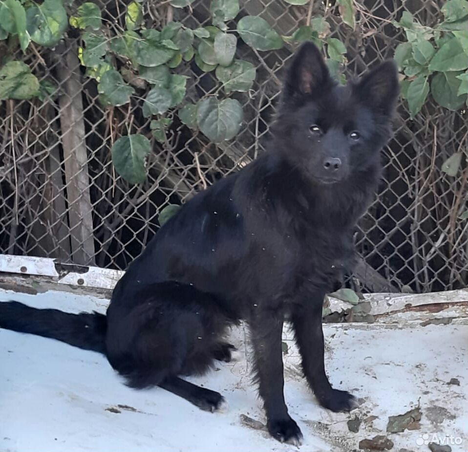 Майки в самые добрые руки