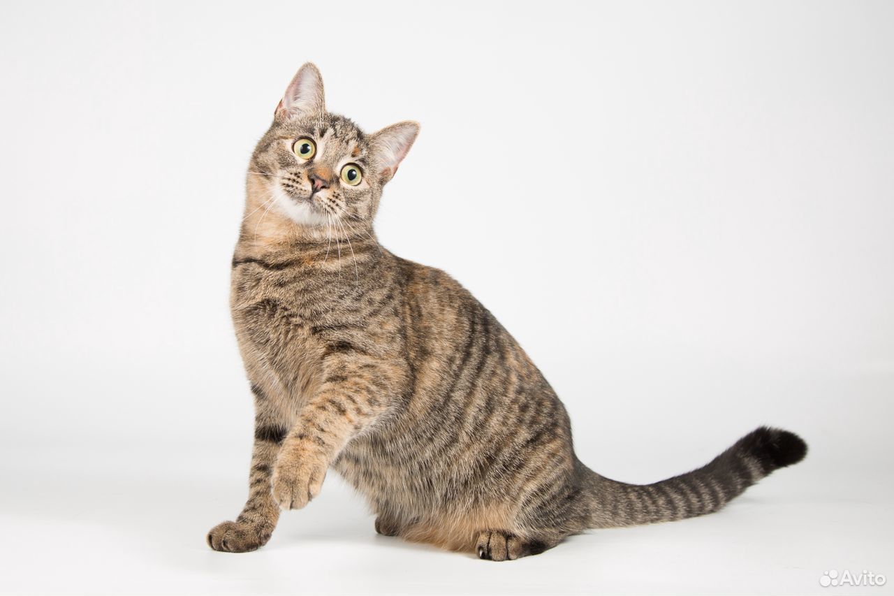 Котенок-девочка Стеффи, 7 месяцев