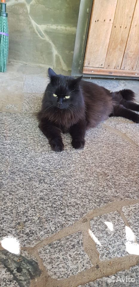 Пропал кот