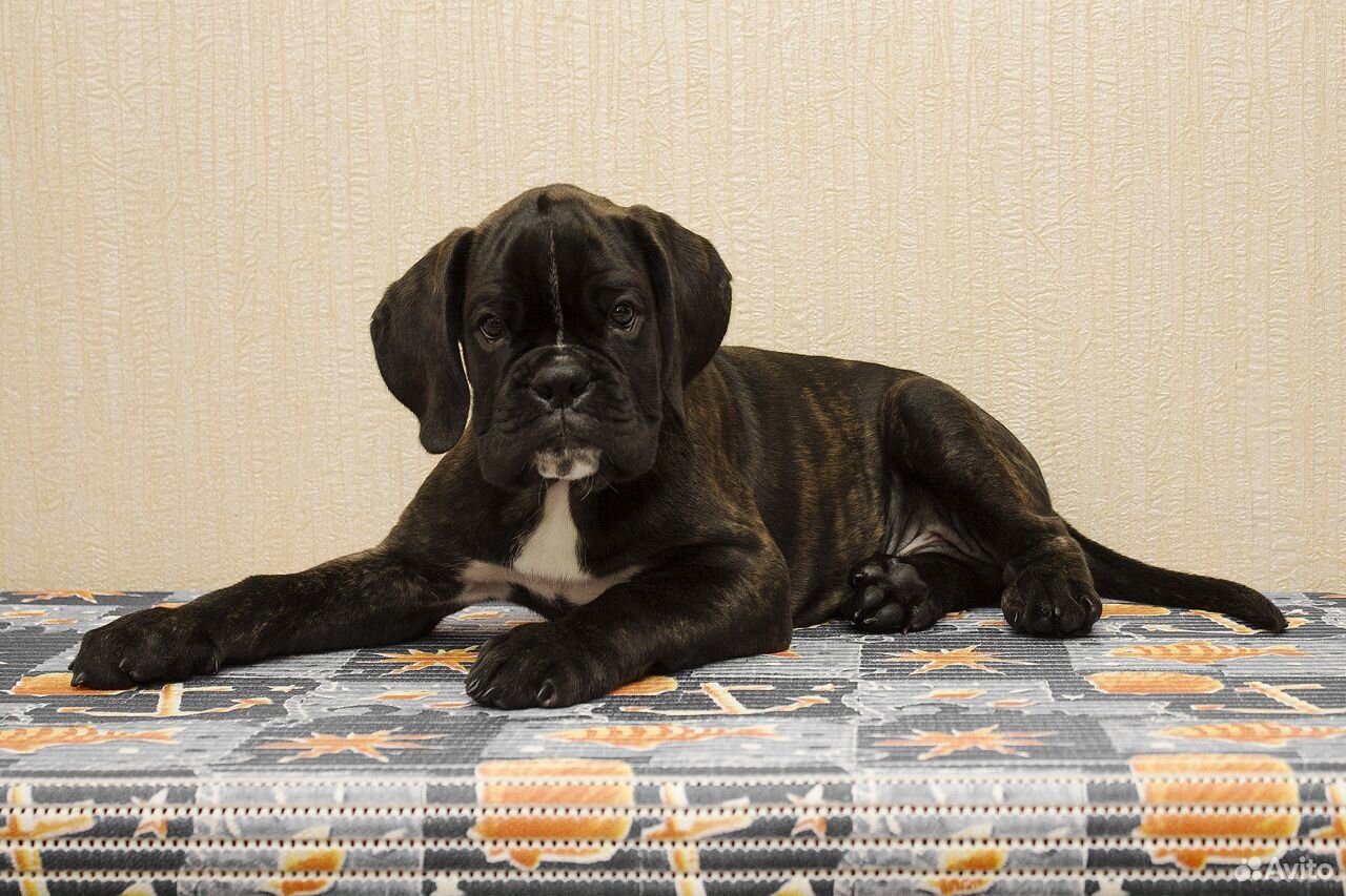 Щенки боксера тигровые