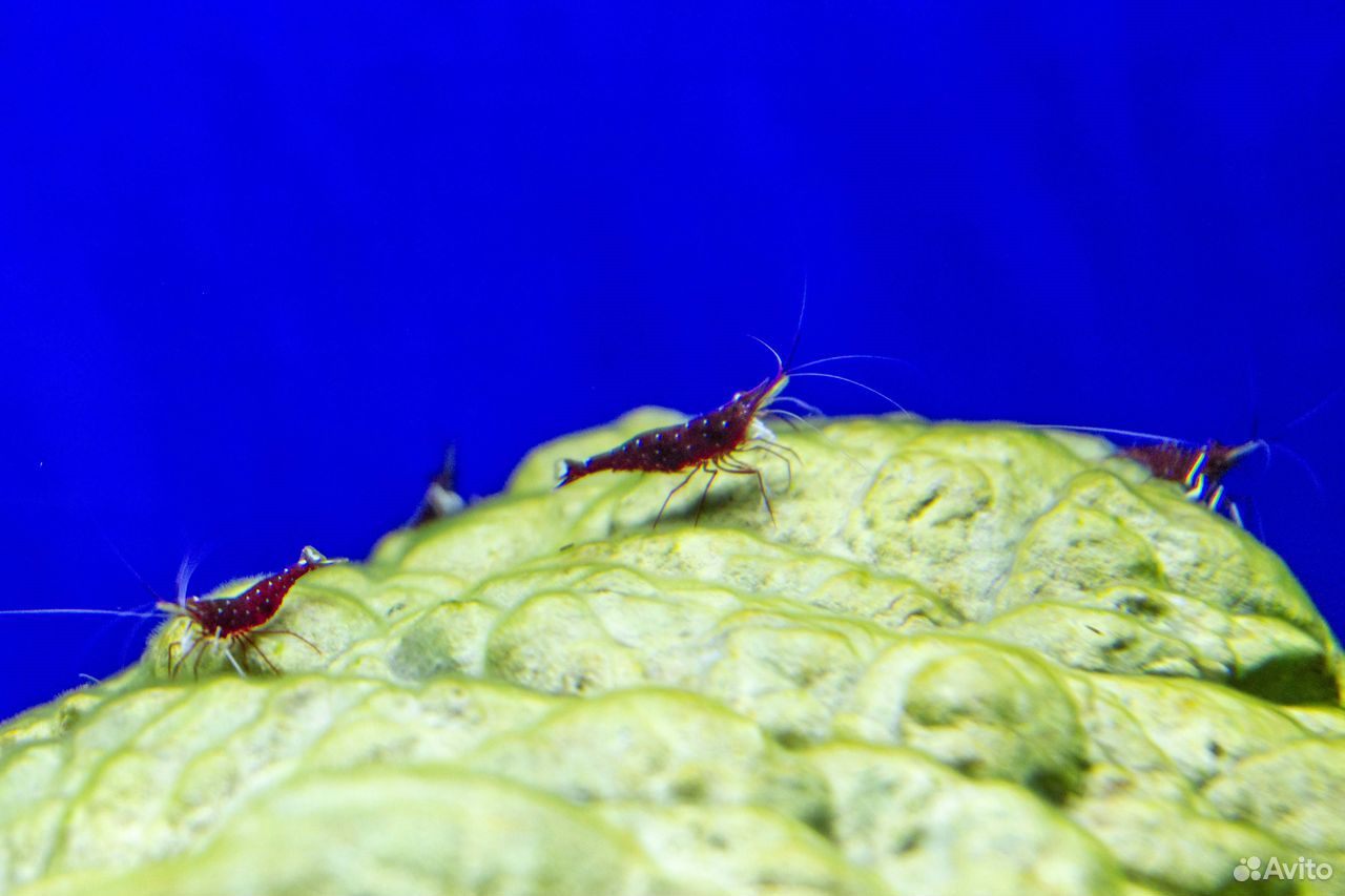 Креветки Кардинал «Cardinal»