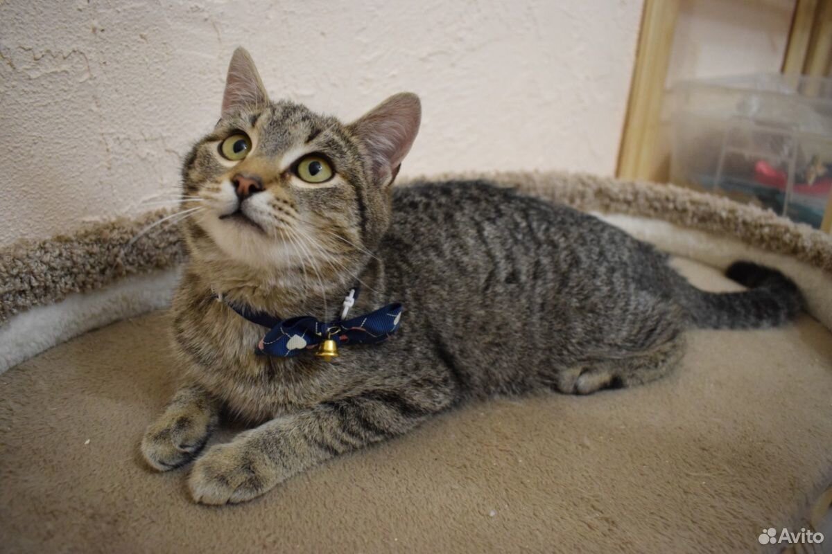 Котенок мальчик шпротик 4мес Марк привит