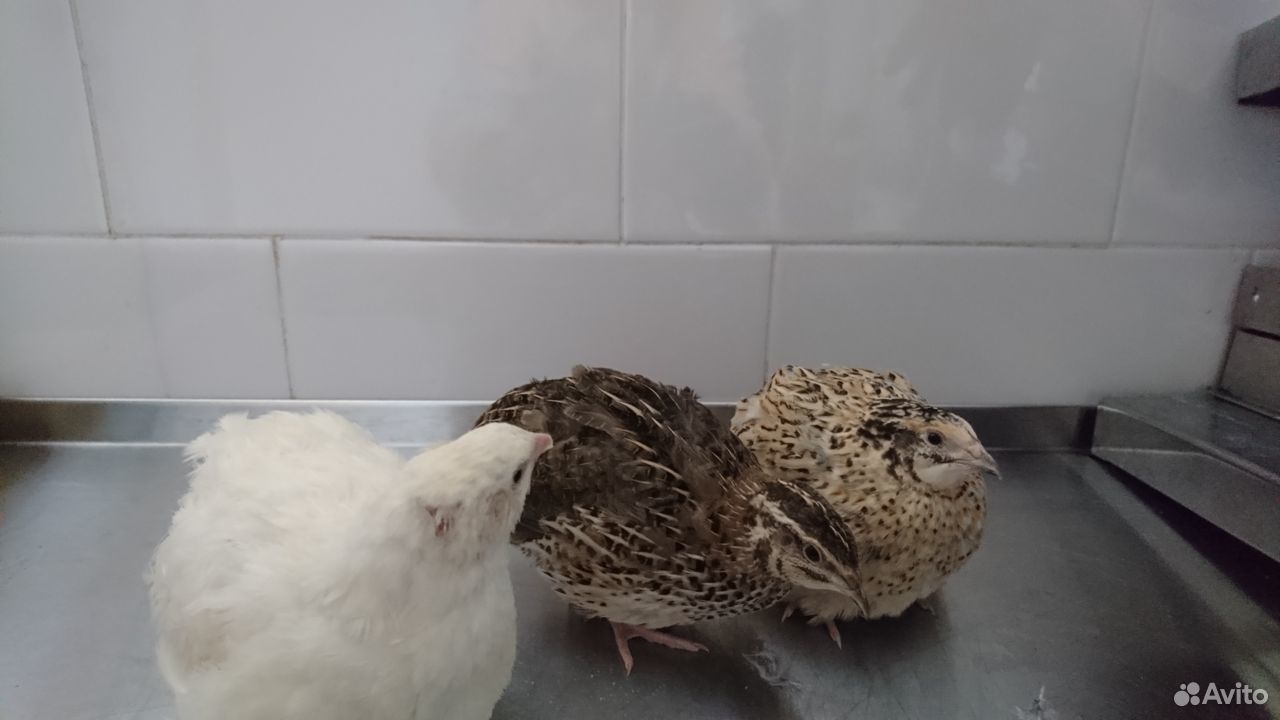 Перепела Техассец, Фараон,Феникс в Севастополе