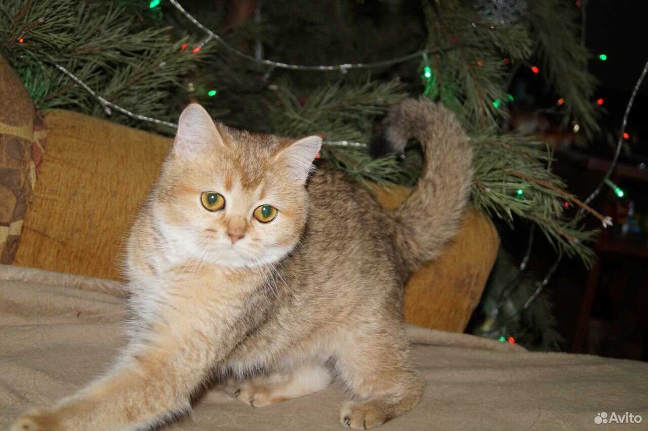 Золотая красотуля