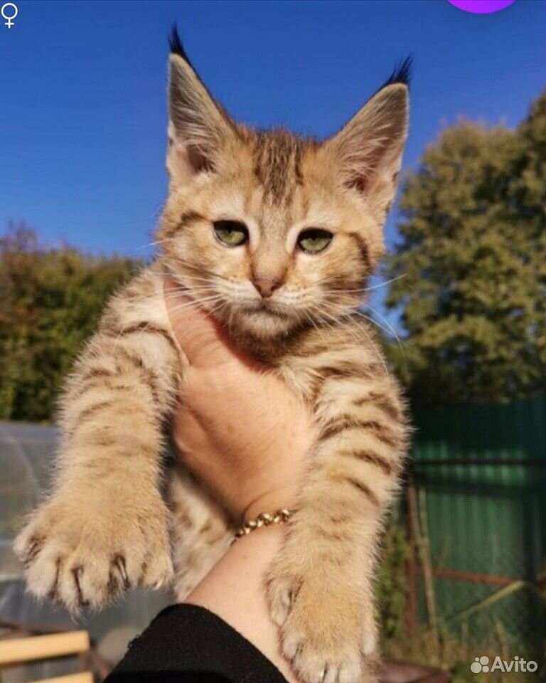 Пиксибоб, котята для Вас
