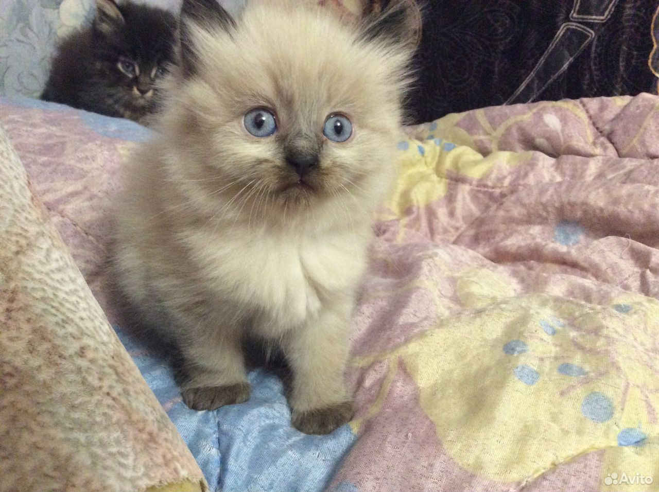 Сибирские Кошки