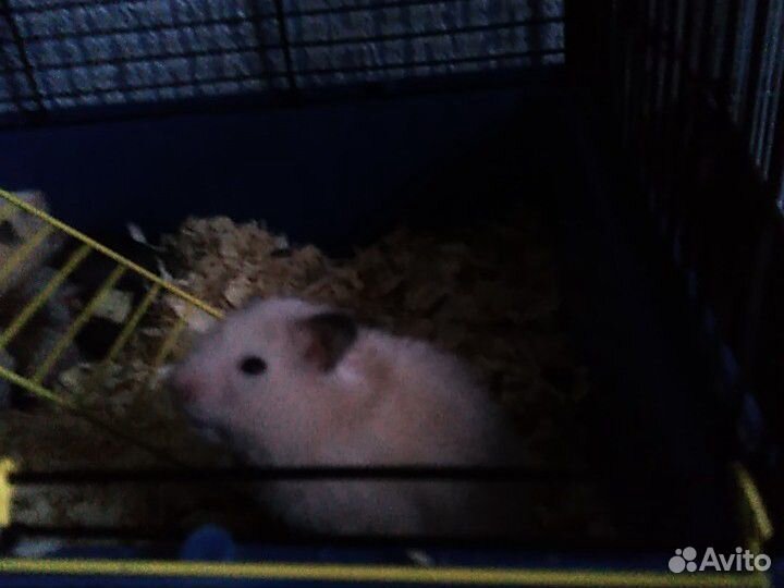 Хомячки сирийские 1 мес