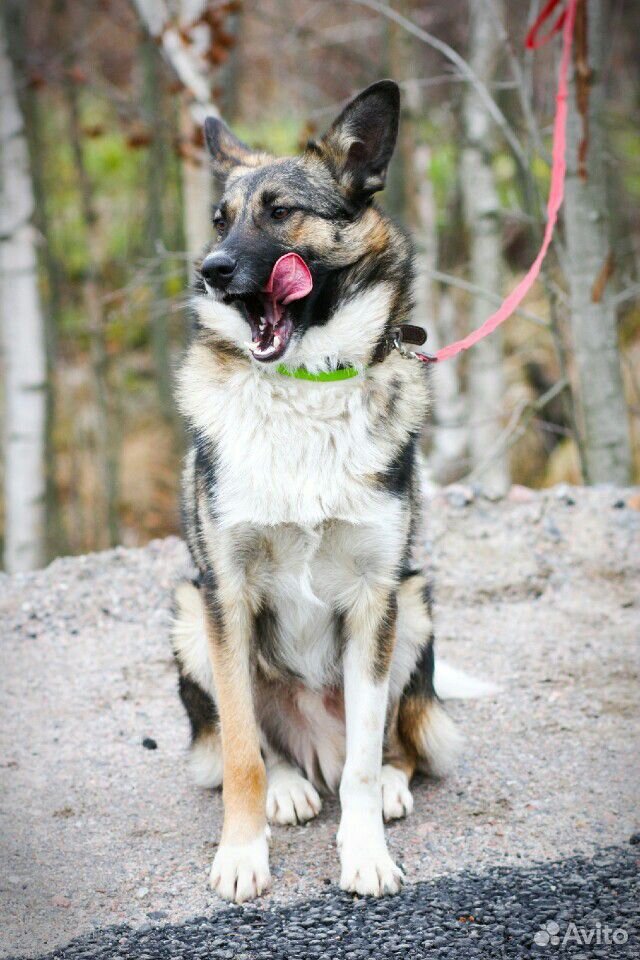 Ищем хозяина для хорошей собаки