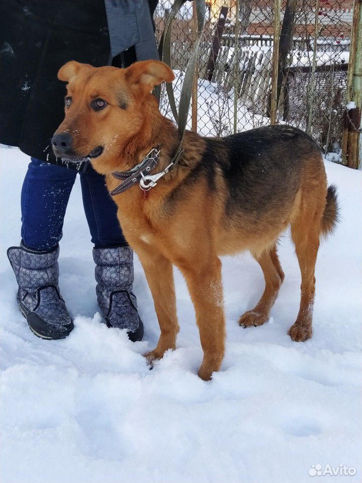 Собака Веста