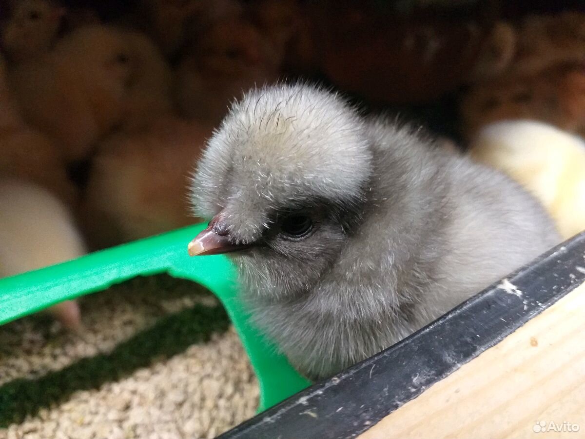 Цыплята Перепелята Гусята