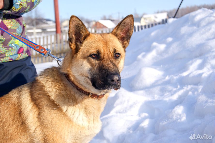 Рыжая красавица Герда