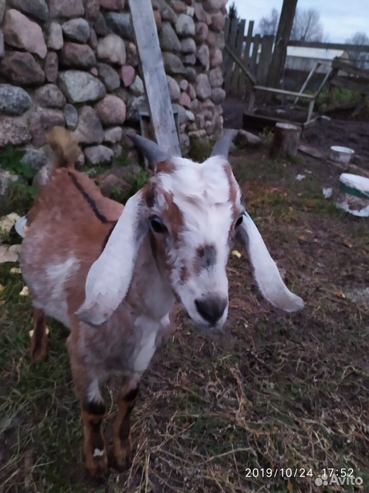 Козлик полунубийский