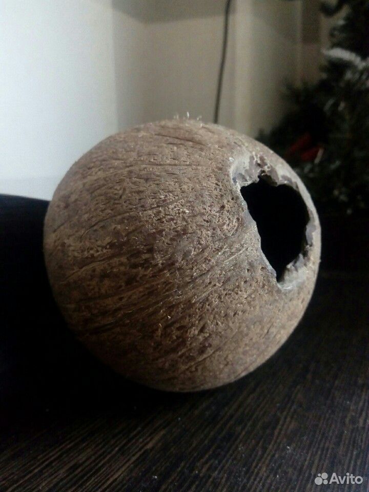 Кокос в аквариум