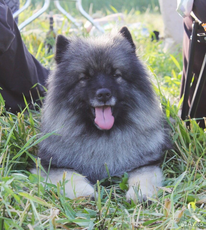 Кеесхонд (вольфшпиц) шпиц для вязки