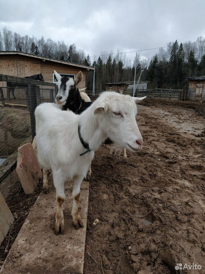 Продажа дойных коз и поросят