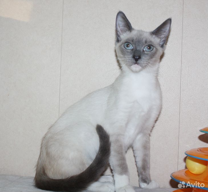 Симочка 5 мес. девочка с характером