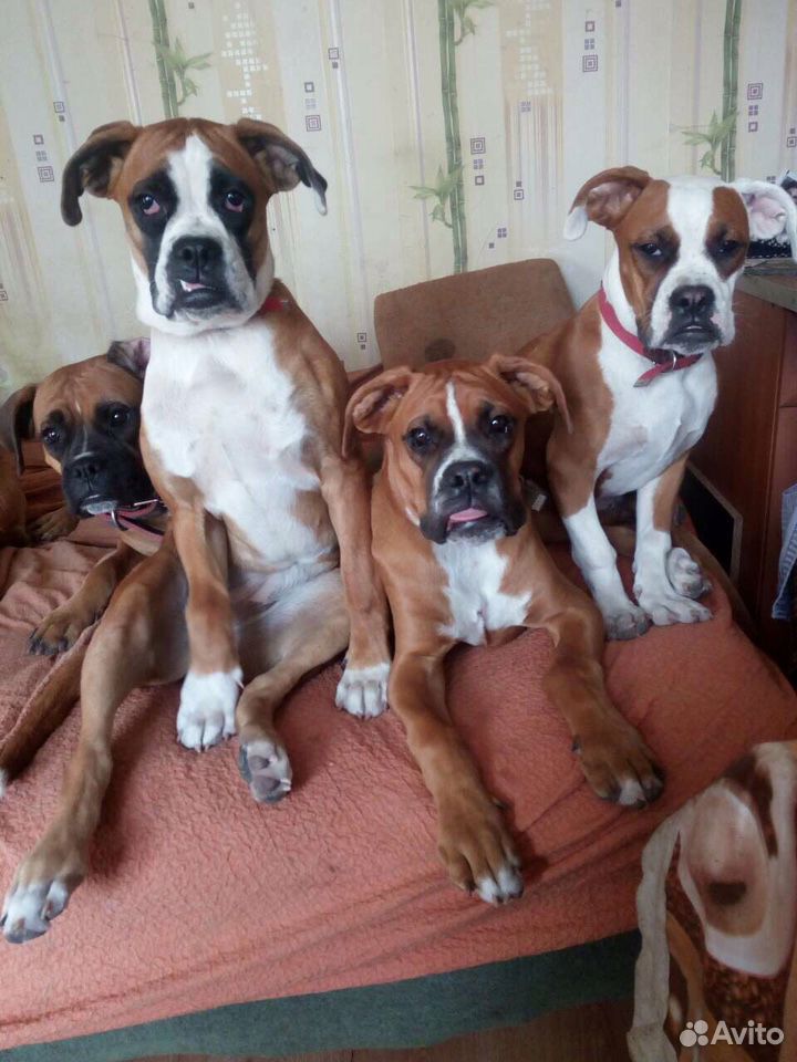 Щенки боксера мальчики Девочки