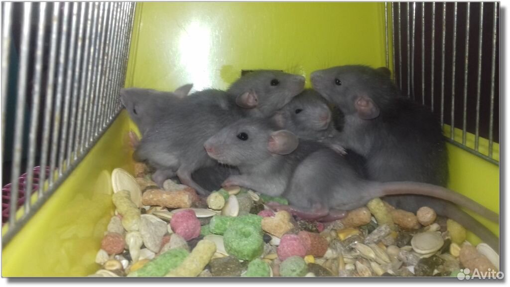 Крысята Дамбо (голубая норка) питомник