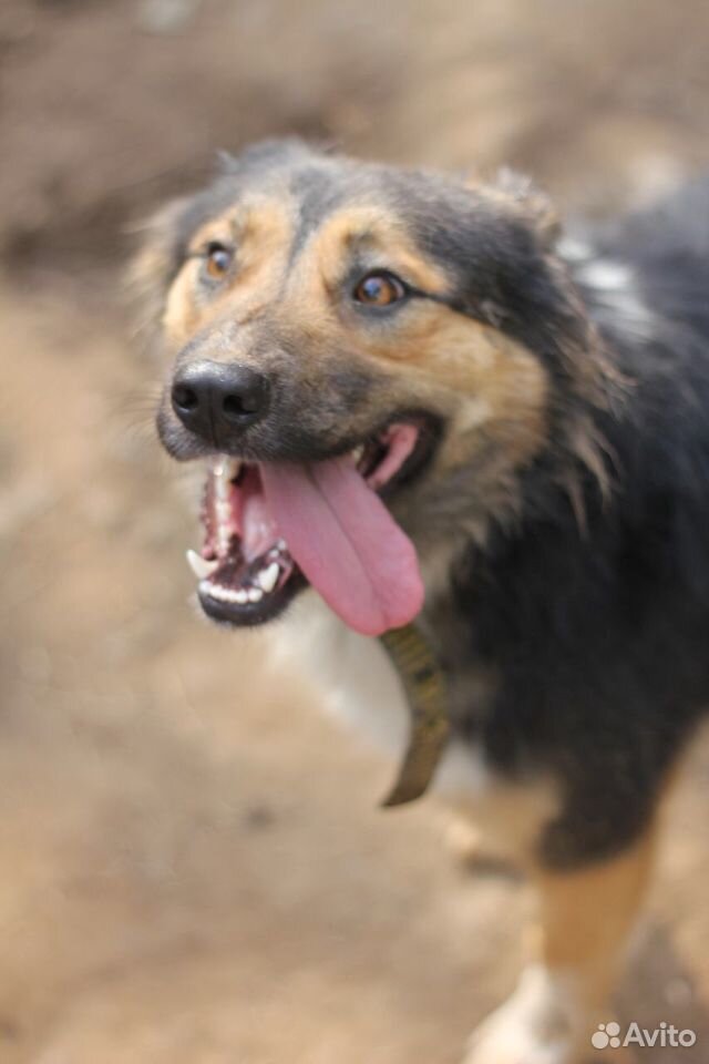Очаровашка Пальма в добрые руки