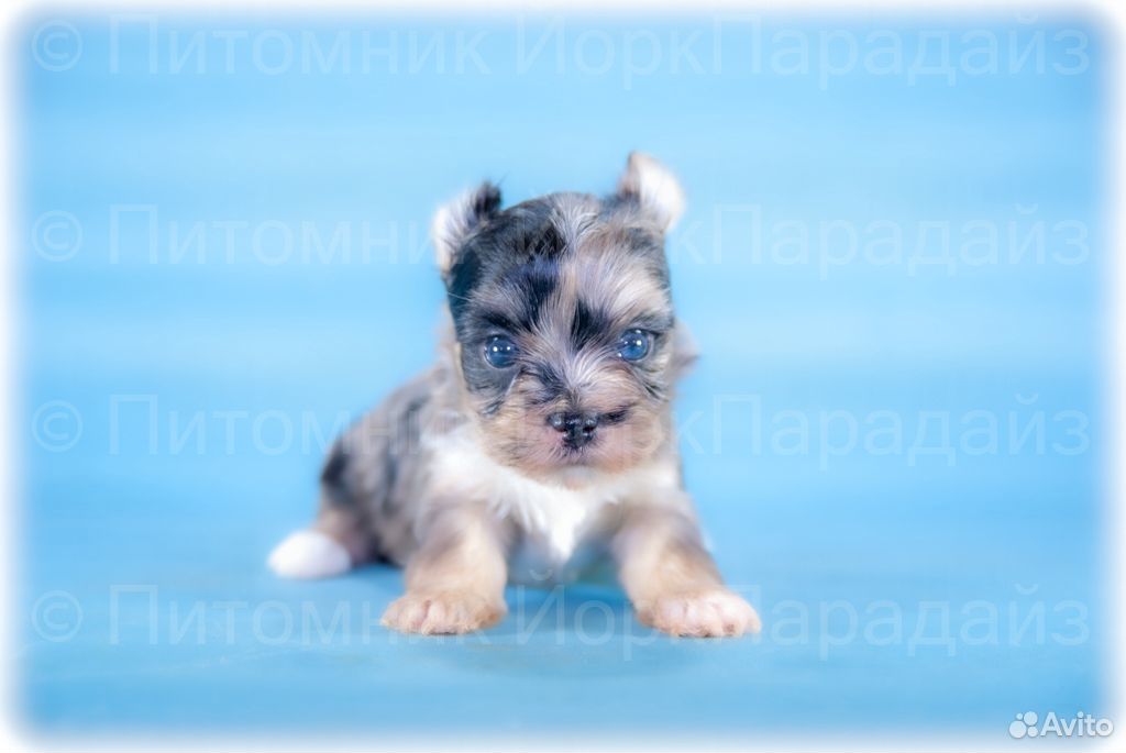 Мальчик блю мерле