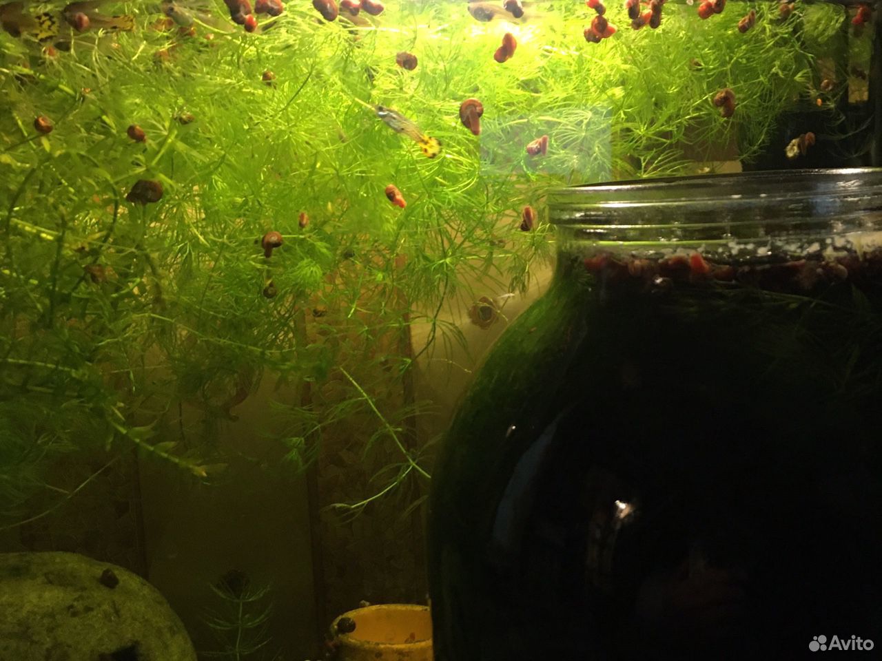 Роголистник, улитки,рыбки