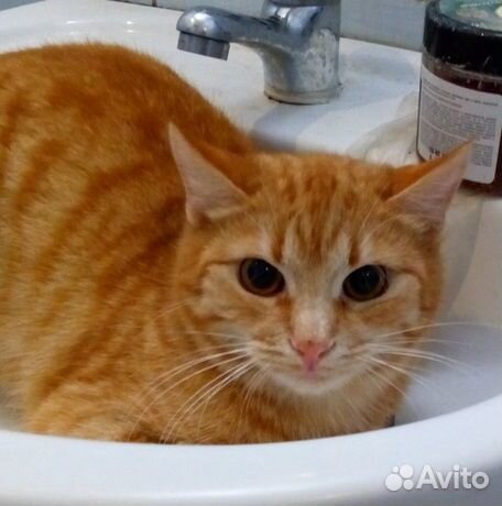 Яркий Оскар ищет дом