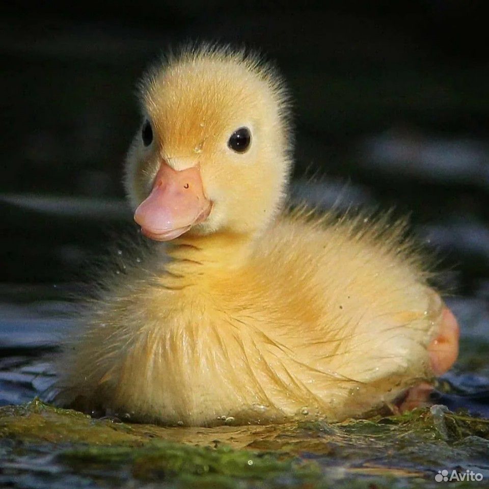 Утка суточная и подрост