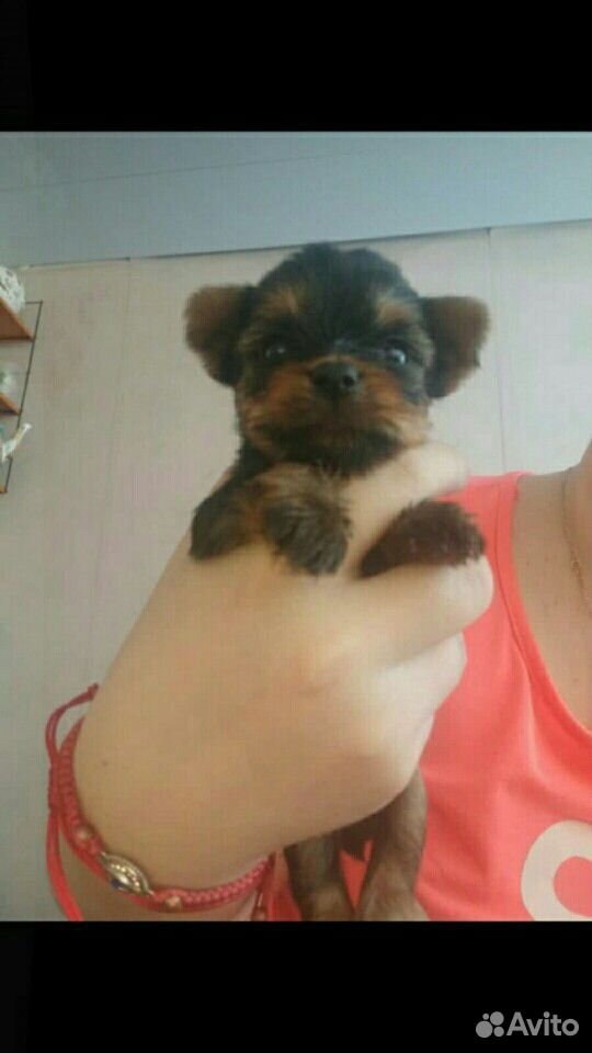 Йоркширский терьер