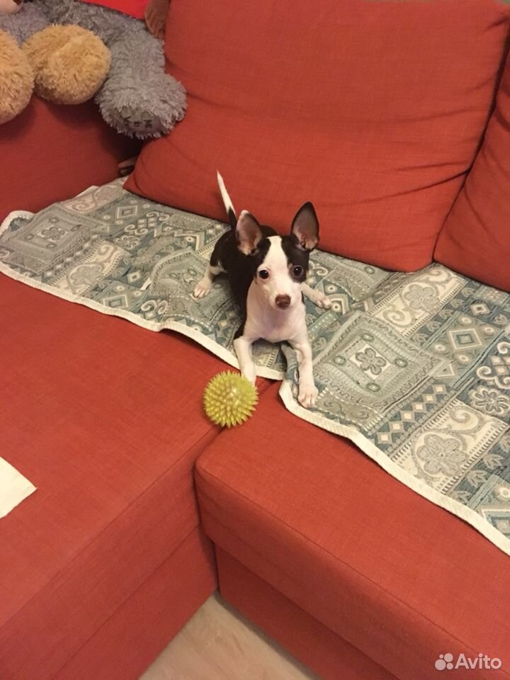 Продам той-терьера