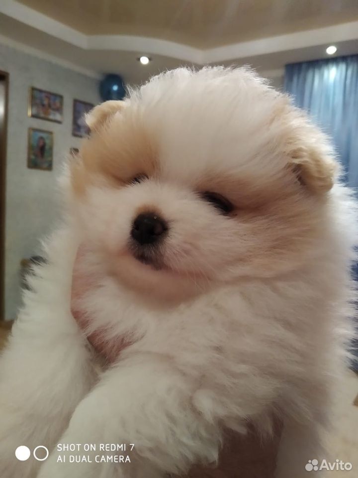 Чистокровные щенки померанского шпица Мини