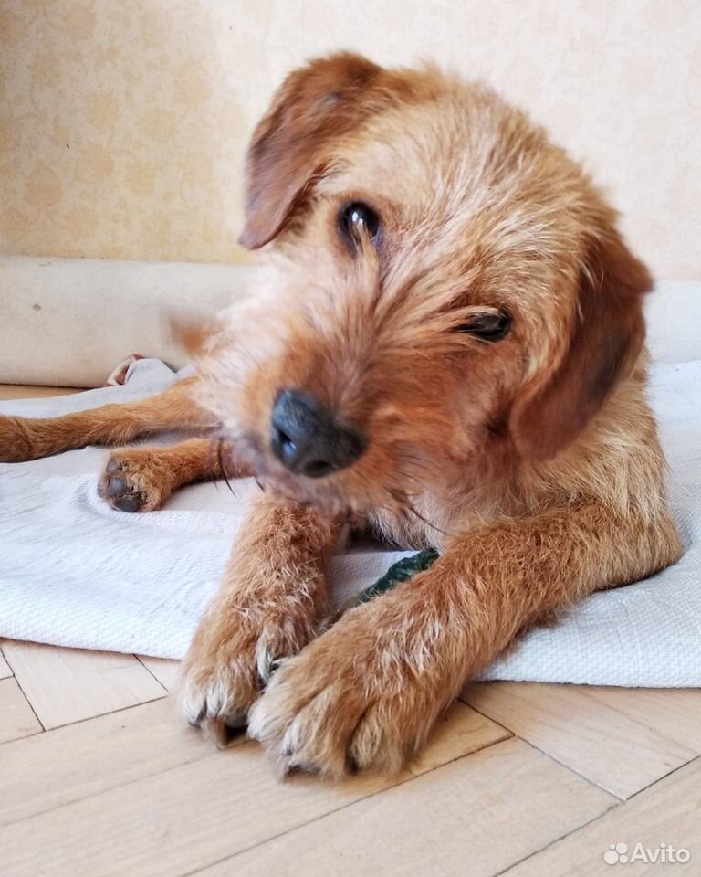 Ищет лучший дом небольшая собака