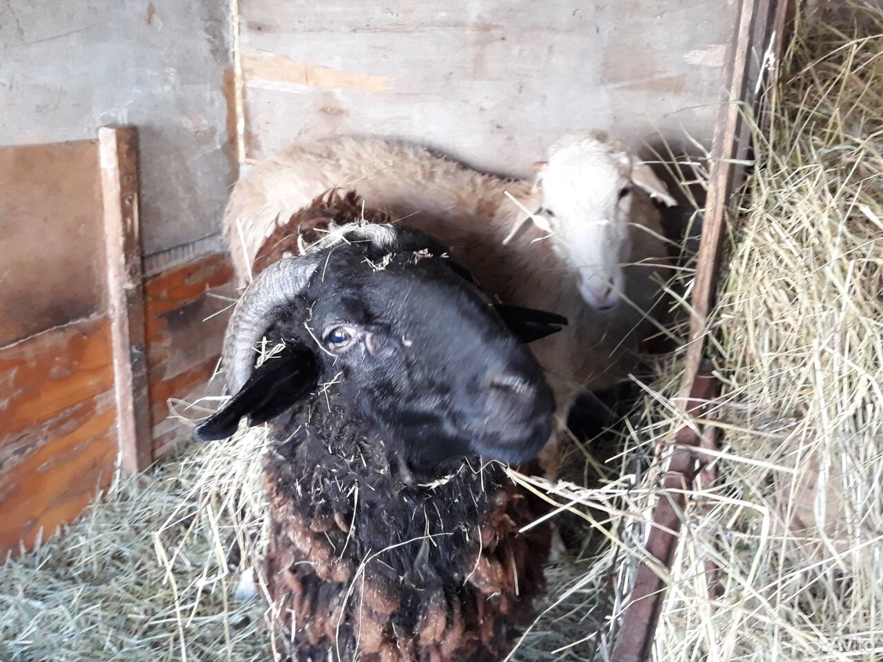 Баран и овечка