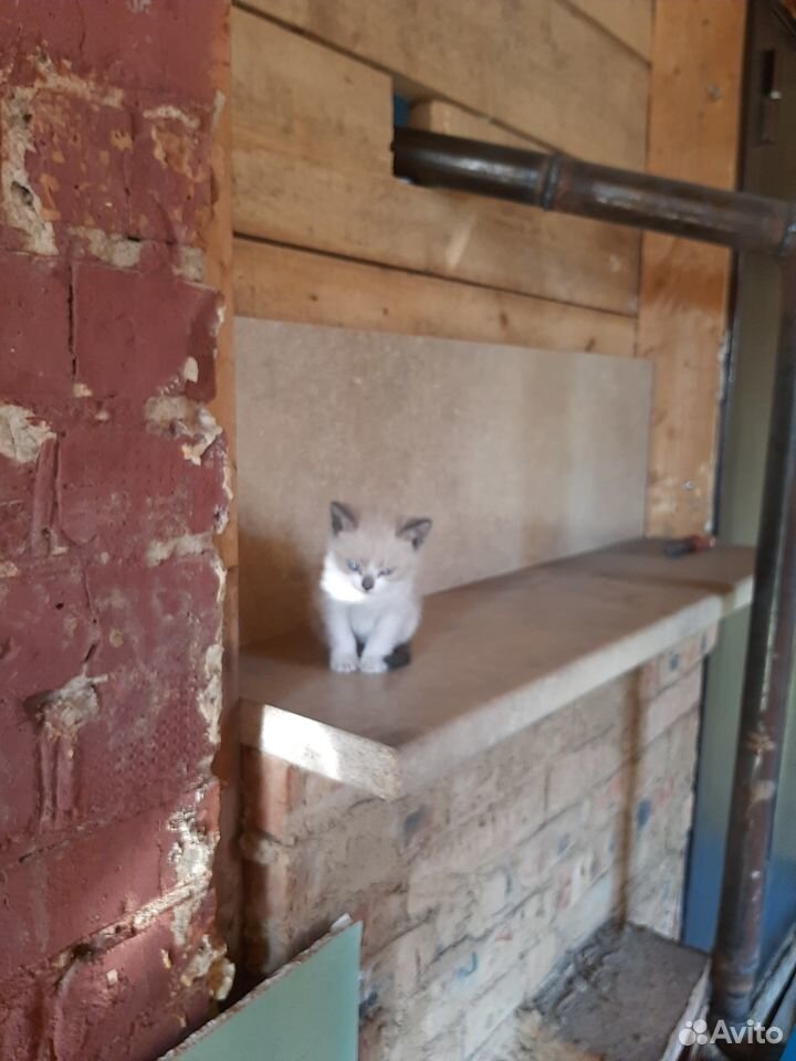 Доставка бесплатна. Отдам котят