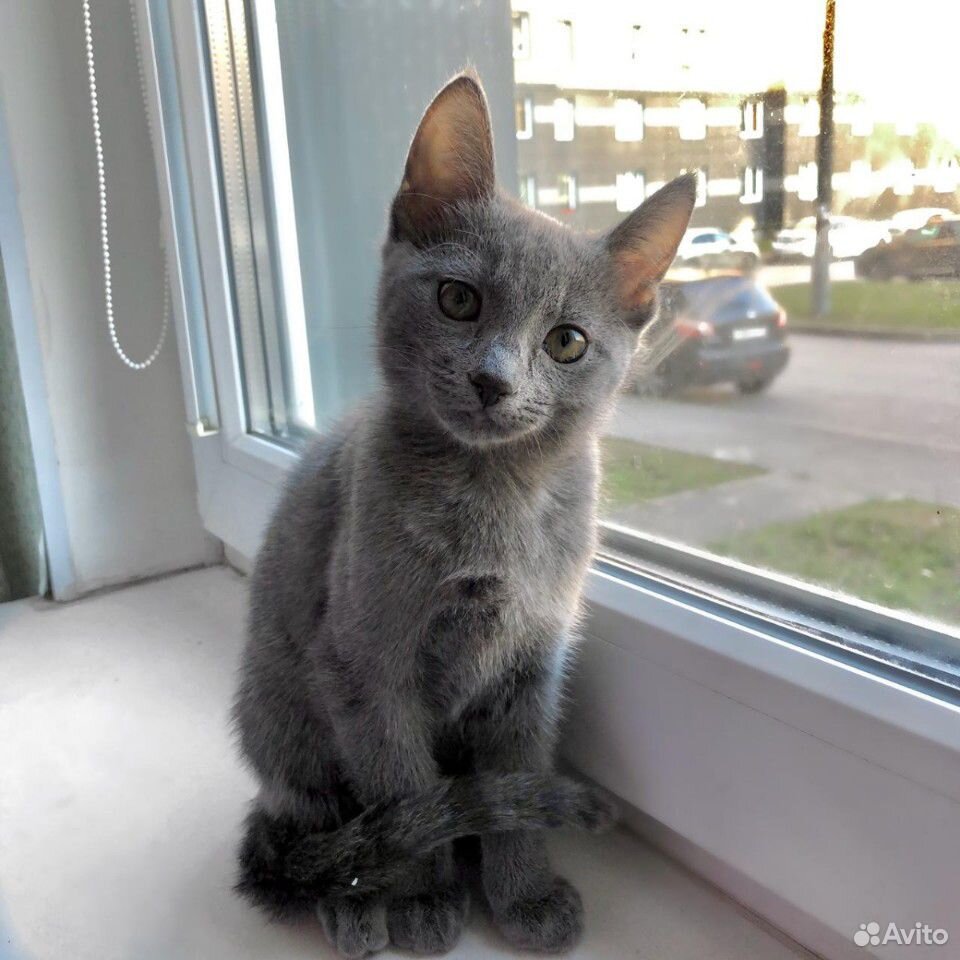 Русская голубая