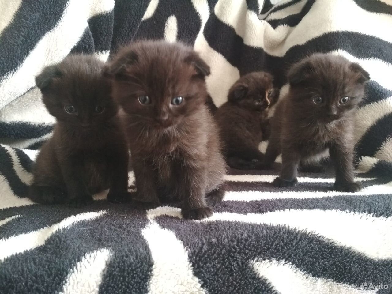 Вислоухие котята