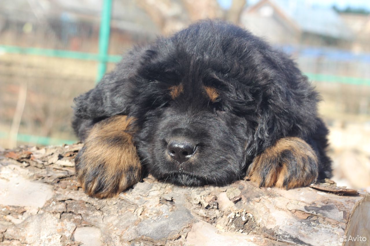 Тибетский мастиф (девочка-ночка)