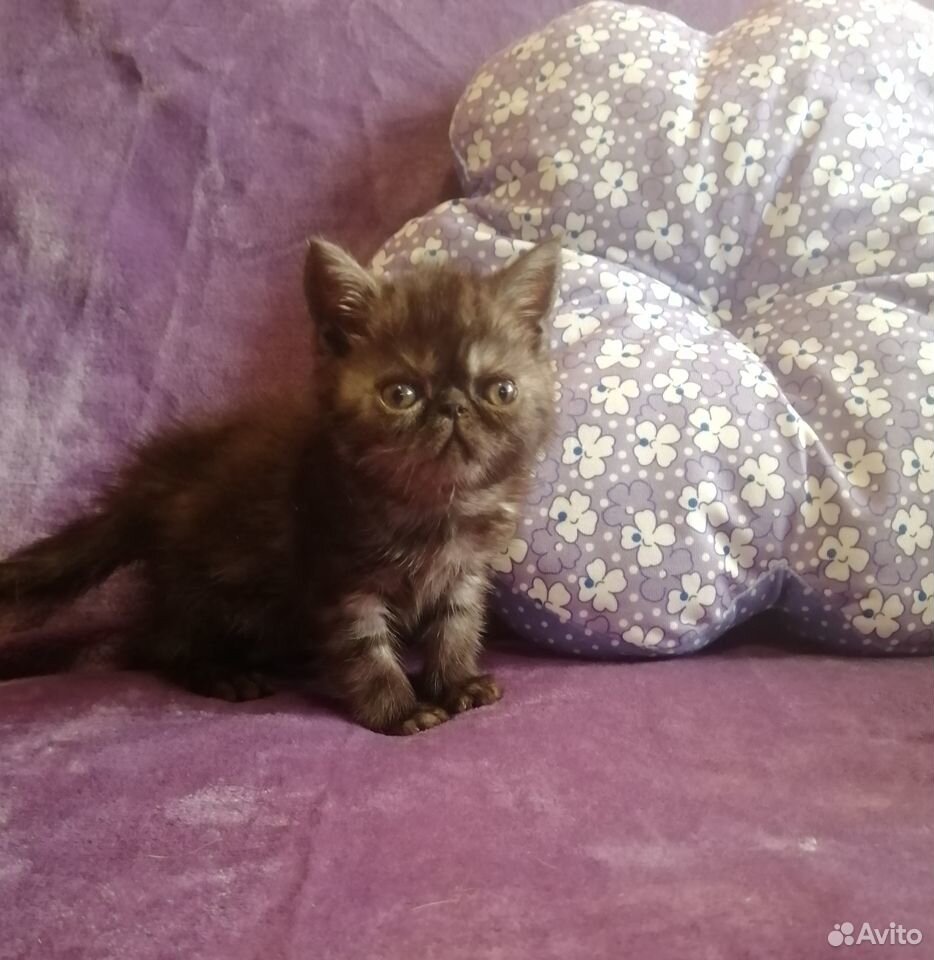 Дымчатая Экзотическая Малышка