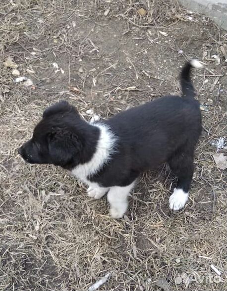 Щенок для охраны