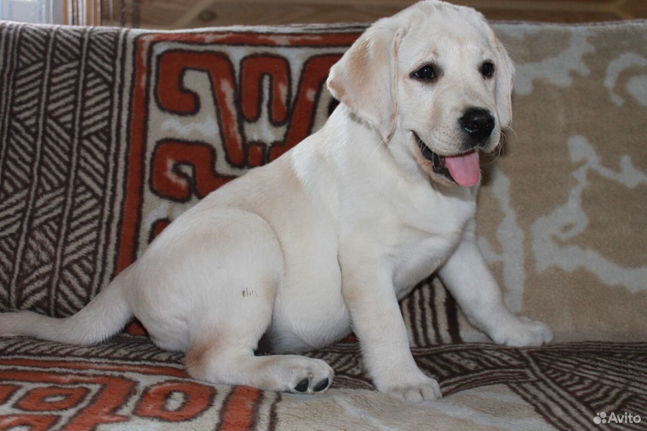 Щенки лабрадора
