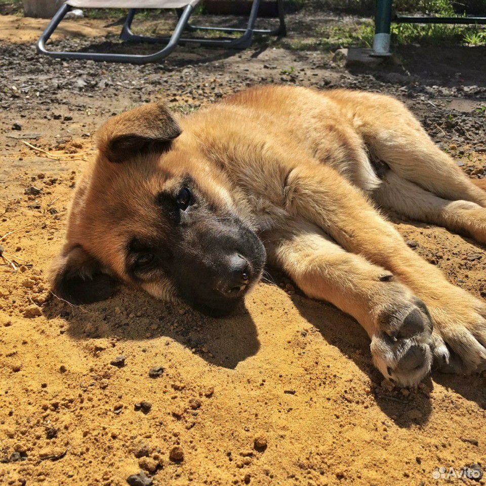 Щенок овчарки